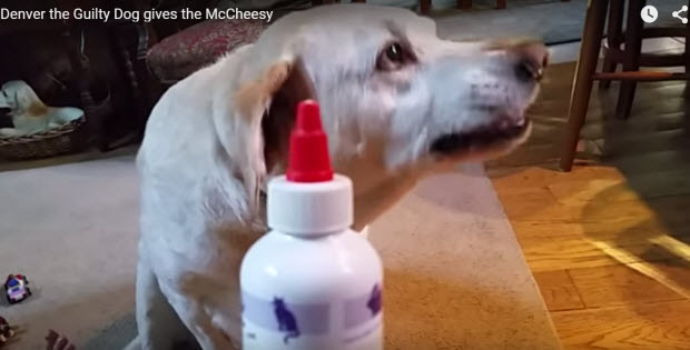 When This Dog Is Getting His Ear Medicine It Is No Laughing Matter...It ...