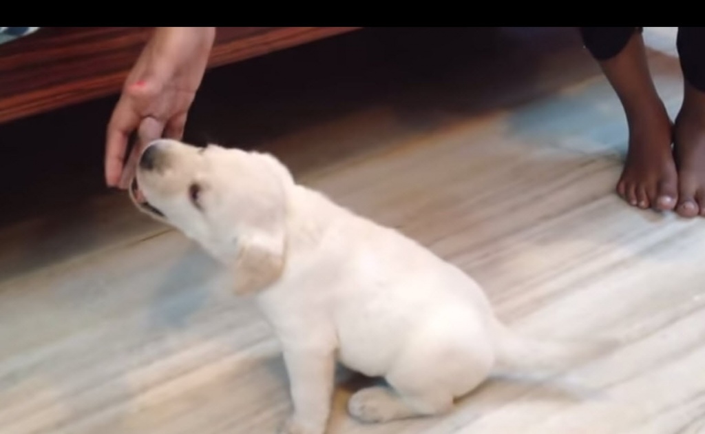 Cutest 37 Days Old White Labrador Dog Cute Puppy - Page 2 of 2 - Dog Blab