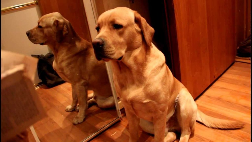 This Labrador Ate Calendar And Made A Mess Now Watch How He Reacts When ...