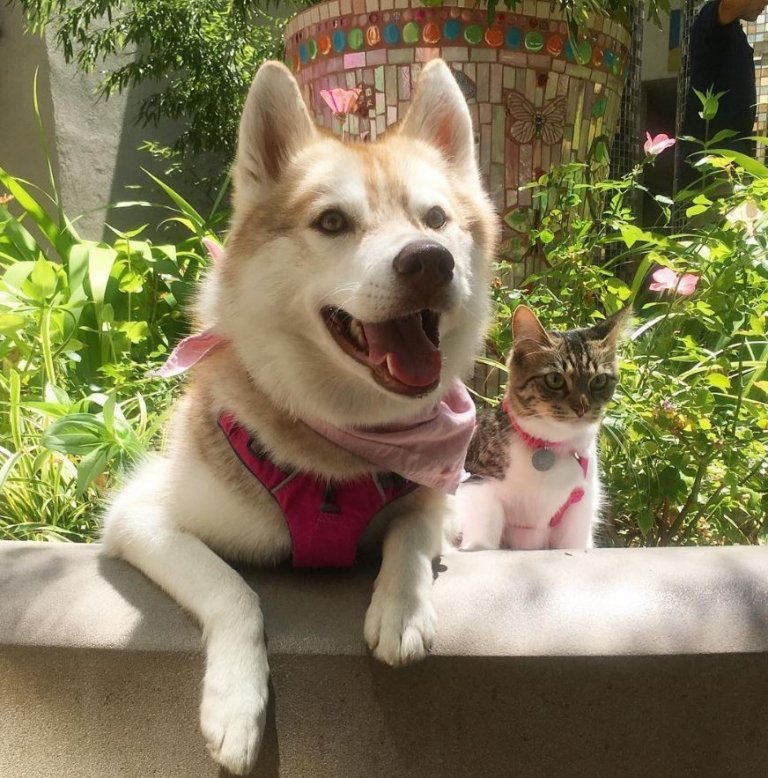 Lilo The Husky The Story of an Unlikely Friendship - Dog Blab