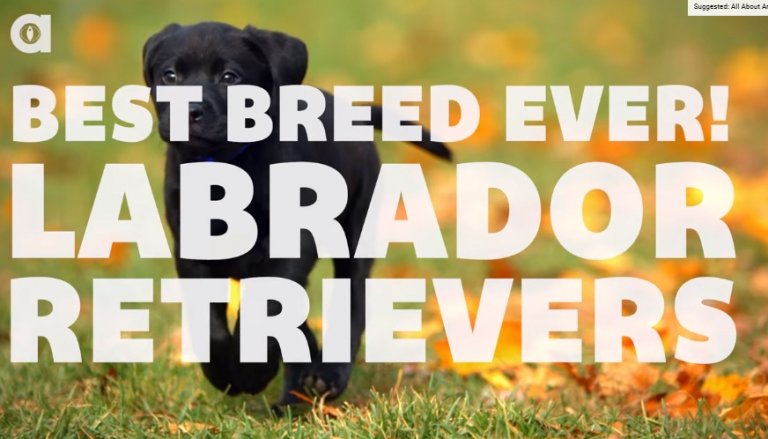Labrador 101: Labrador Facts Every Labrador Lover Needs To Know - Dog Blab