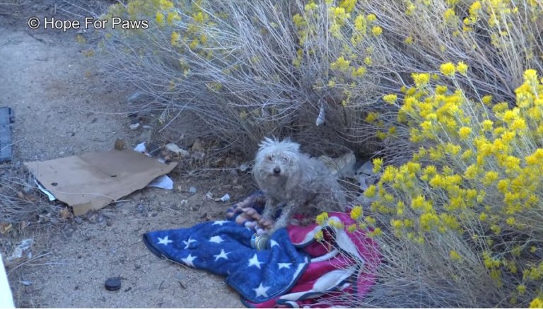 Epic Rescue Video Of A Badly Injured Poodle And How His Rescuer Ended ...