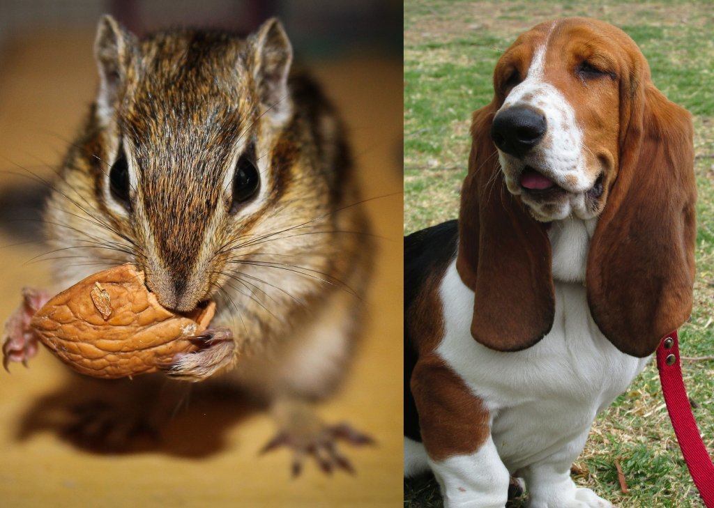 An Odd Friendship Between A Tiny Squirrel Named Quasi And His Savior ...